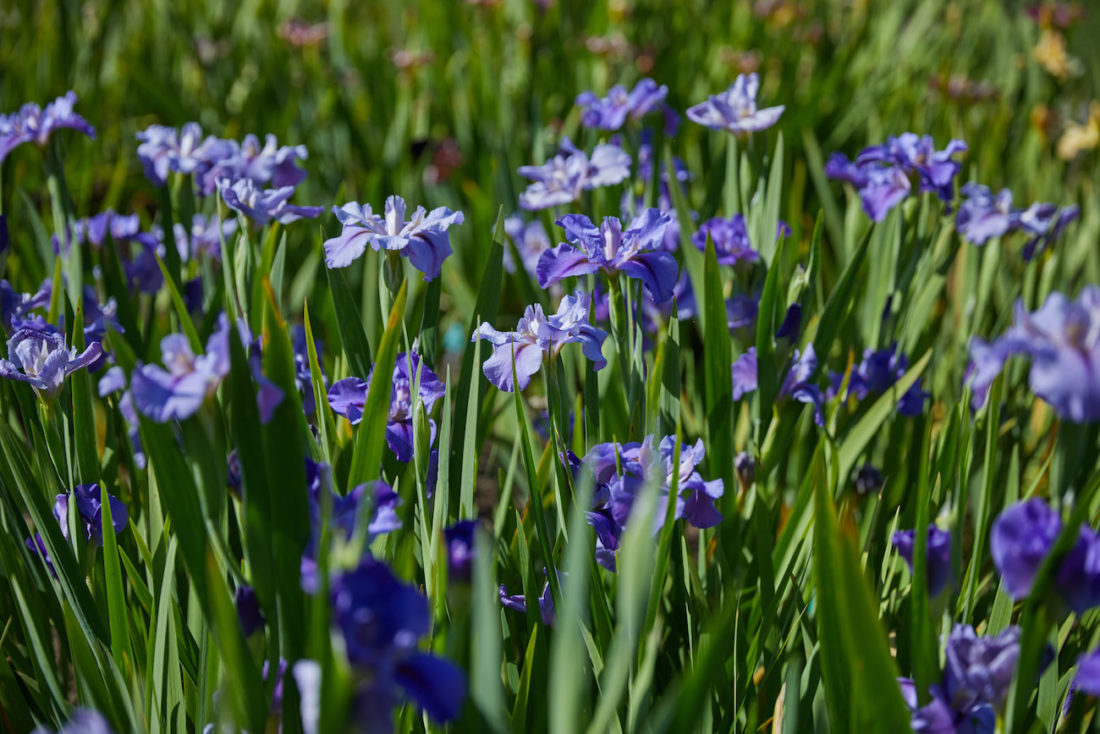 Meet Georgia’s iris evangelist | Garden & Gun – Allison Stice